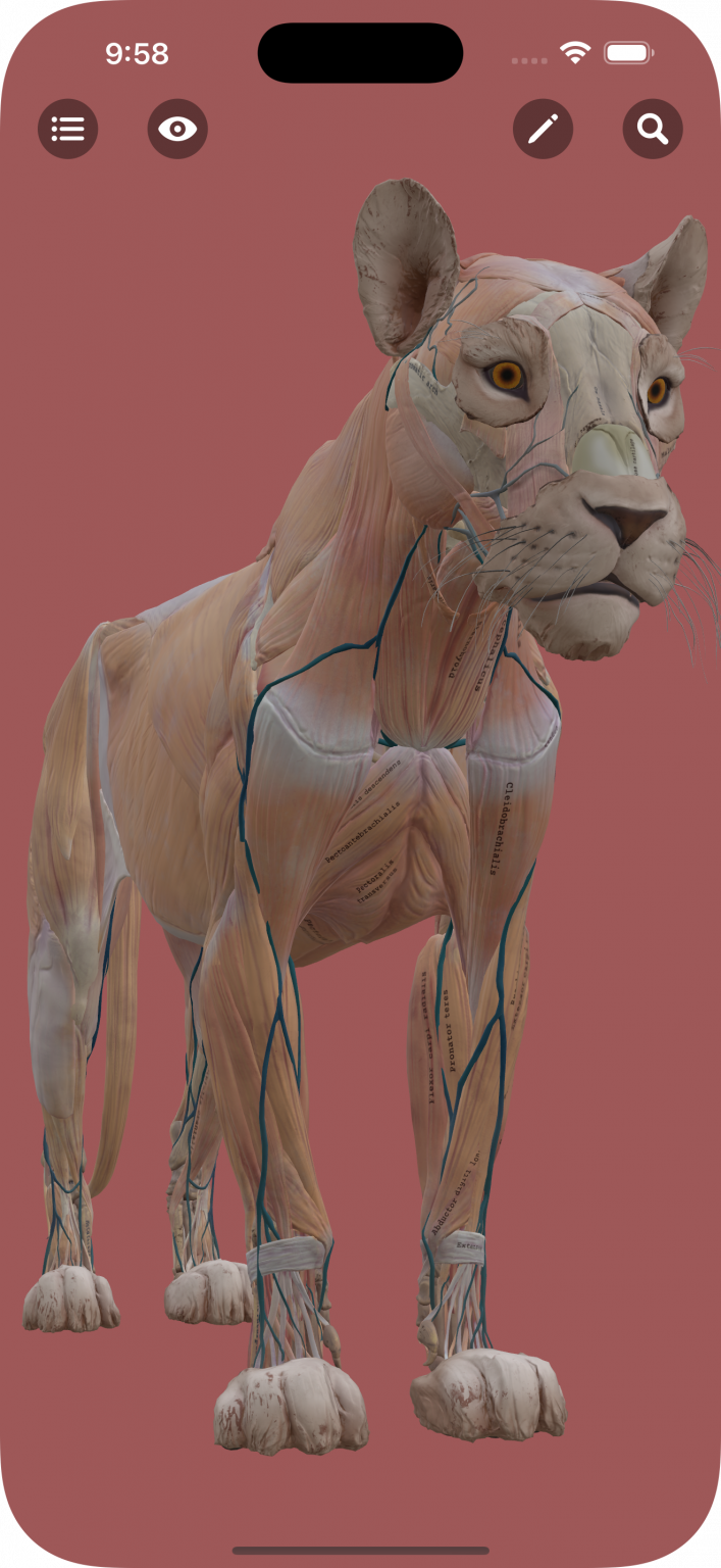 Lion Anatomy - Anatomy for Artists