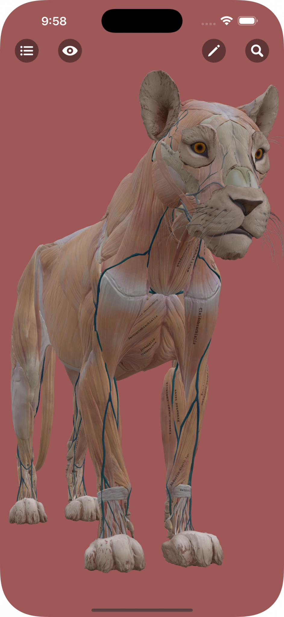 Lion Anatomy - Anatomy for Artists